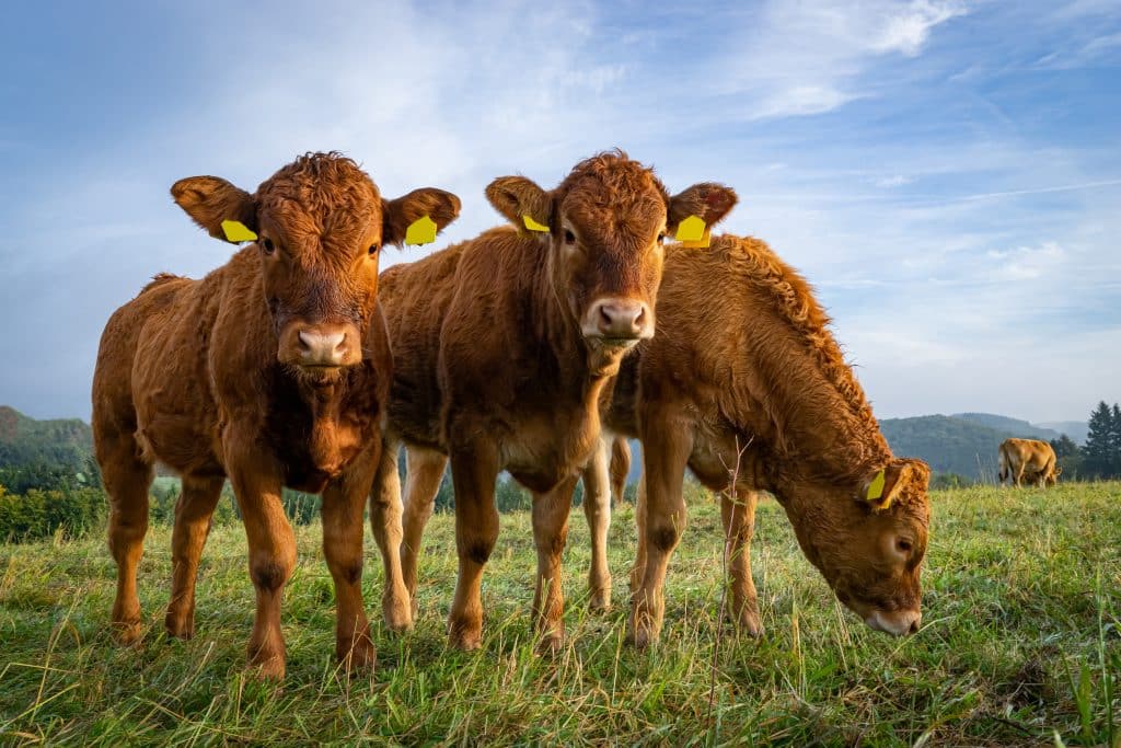 The Future of Cow Farts and Climate Change - The Meaning of Methane ...